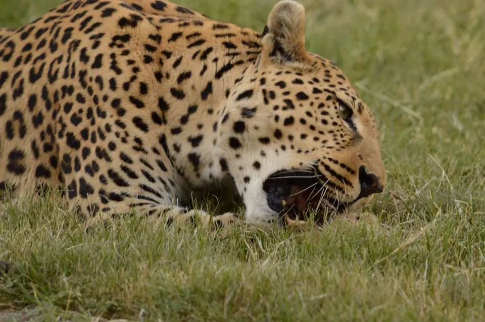 Safari Packing List for Women