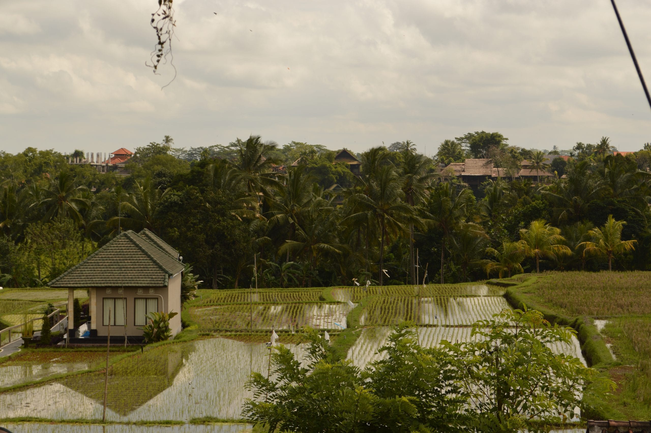 Ubud Rice Field Walks: Escape the city