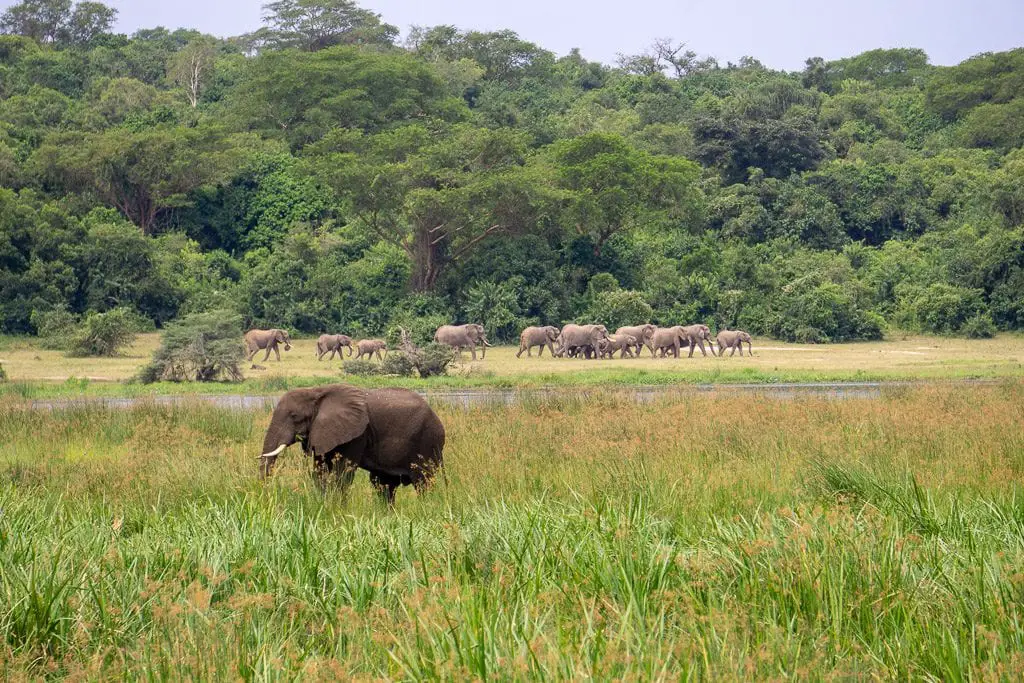Red Chilli Murchison Falls Safari: An Honest Review