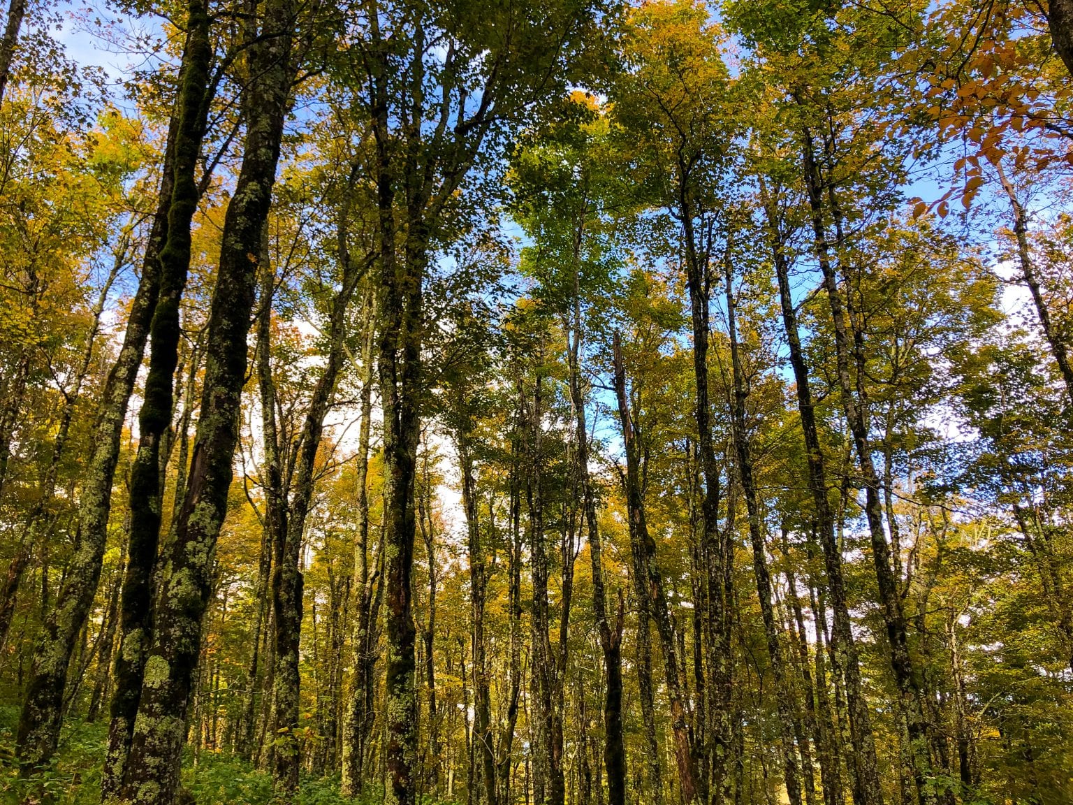 Carvers Gap to 19E: The BEST hike on the Appalachian Trail in NC