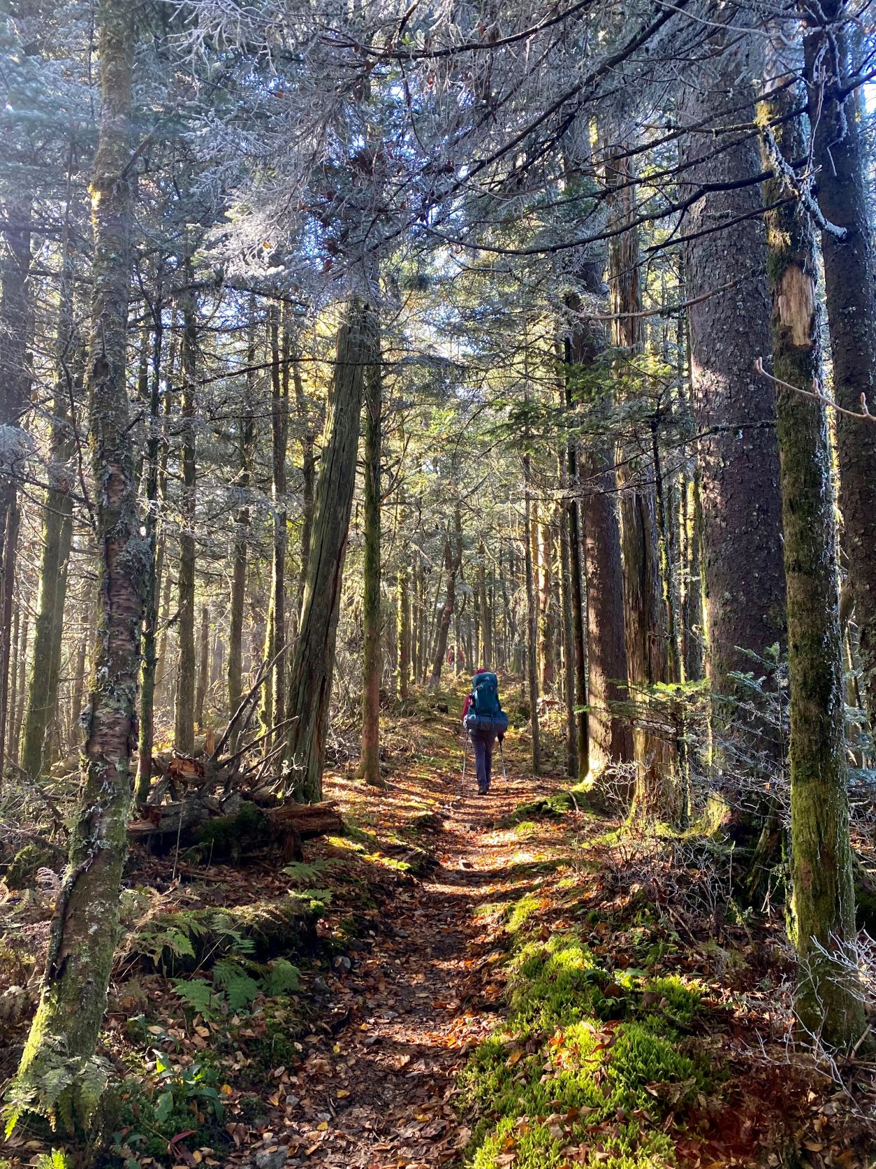 Hiking Mt LeConte in Great Smoky Mountains National Park