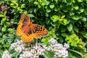 How to backpack the Standing Indian Loop on the Appalachian Trail